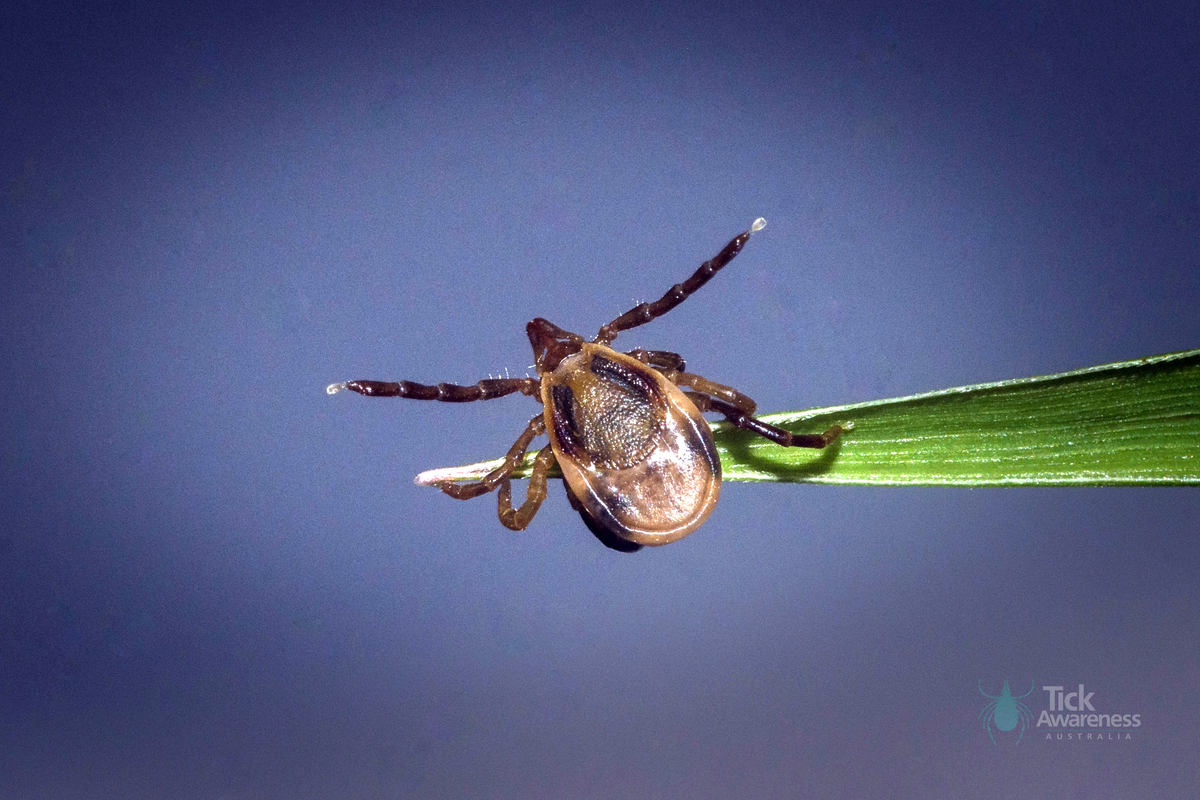 TICKS ARE NOW ACTIVE ALL YEAR ROUND – TickEase Australia